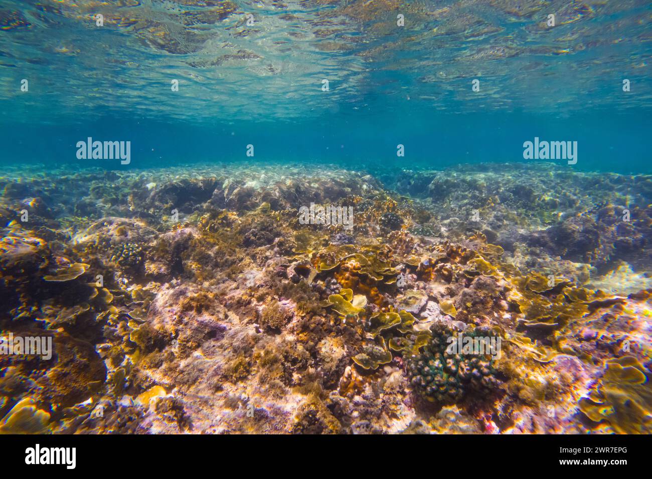 Underwater coral reef. View swim float coral reef, habitat of ...