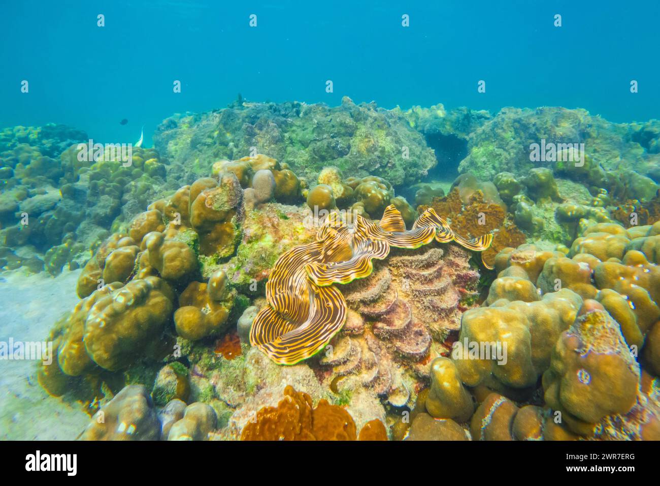 Huge striped brown colorful tridacna clams and sea urchins on the coral ...