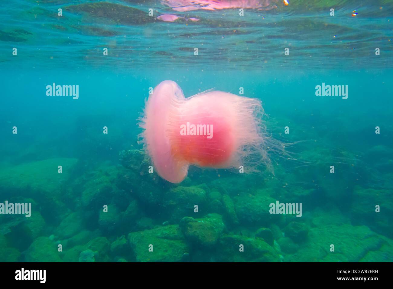 Huge pink purple jellyfish in the tropical waters of the Indian Ocean ... Huge pink purple jellyfish in the tropical waters of the Indian Ocean ...