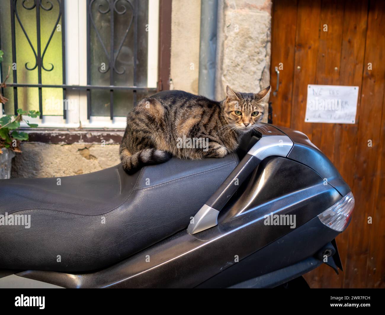 tabby cat on motorcycle Stock Photo - Alamy