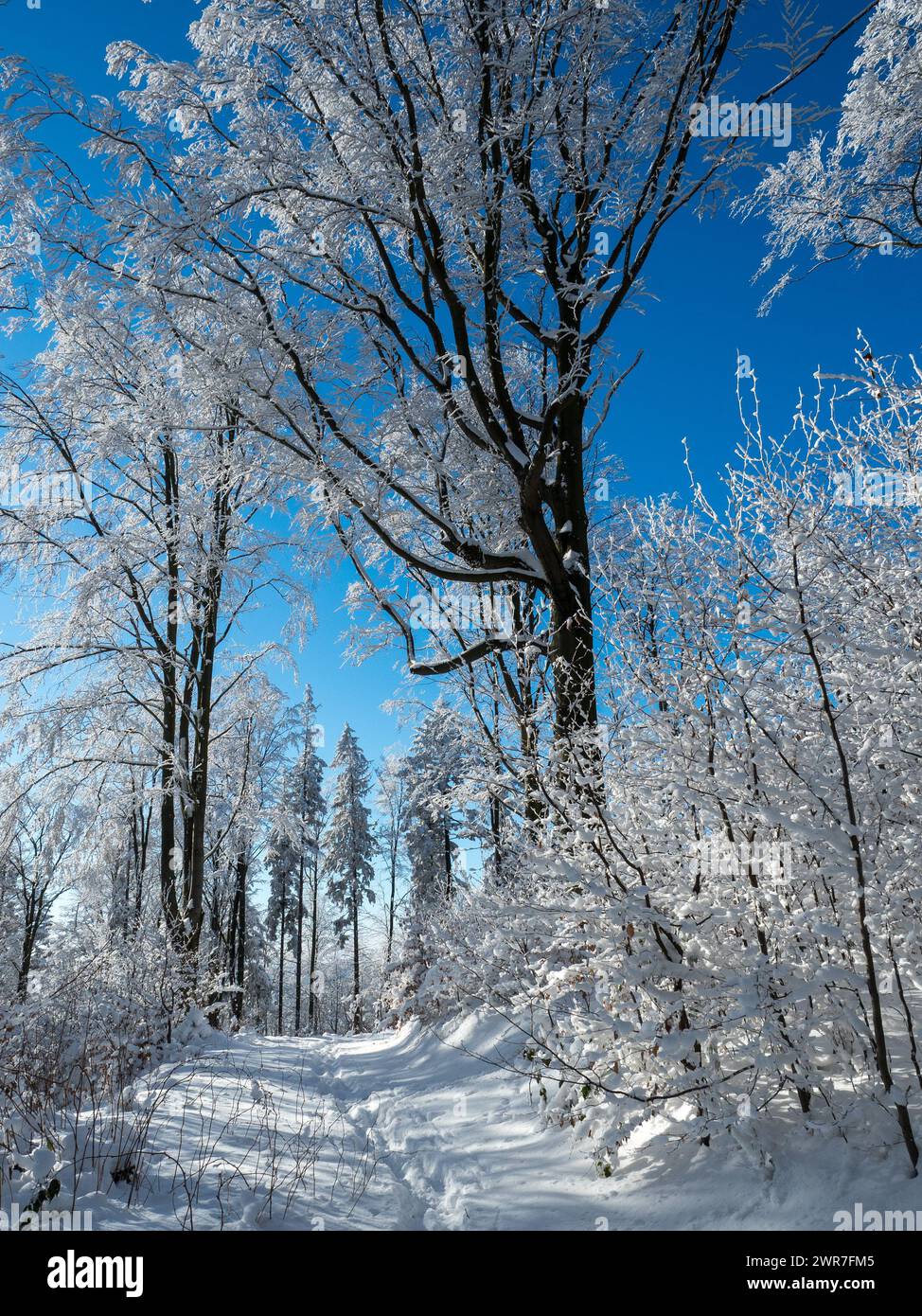 Forest winter landscape, with snow-covered and frozen tree branches ...