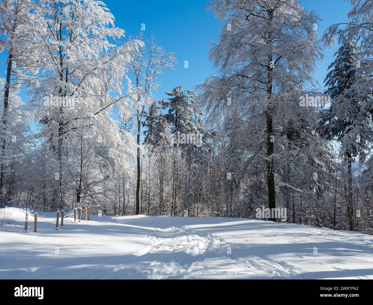 Forest winter landscape, with snow-covered and frozen tree branches ...