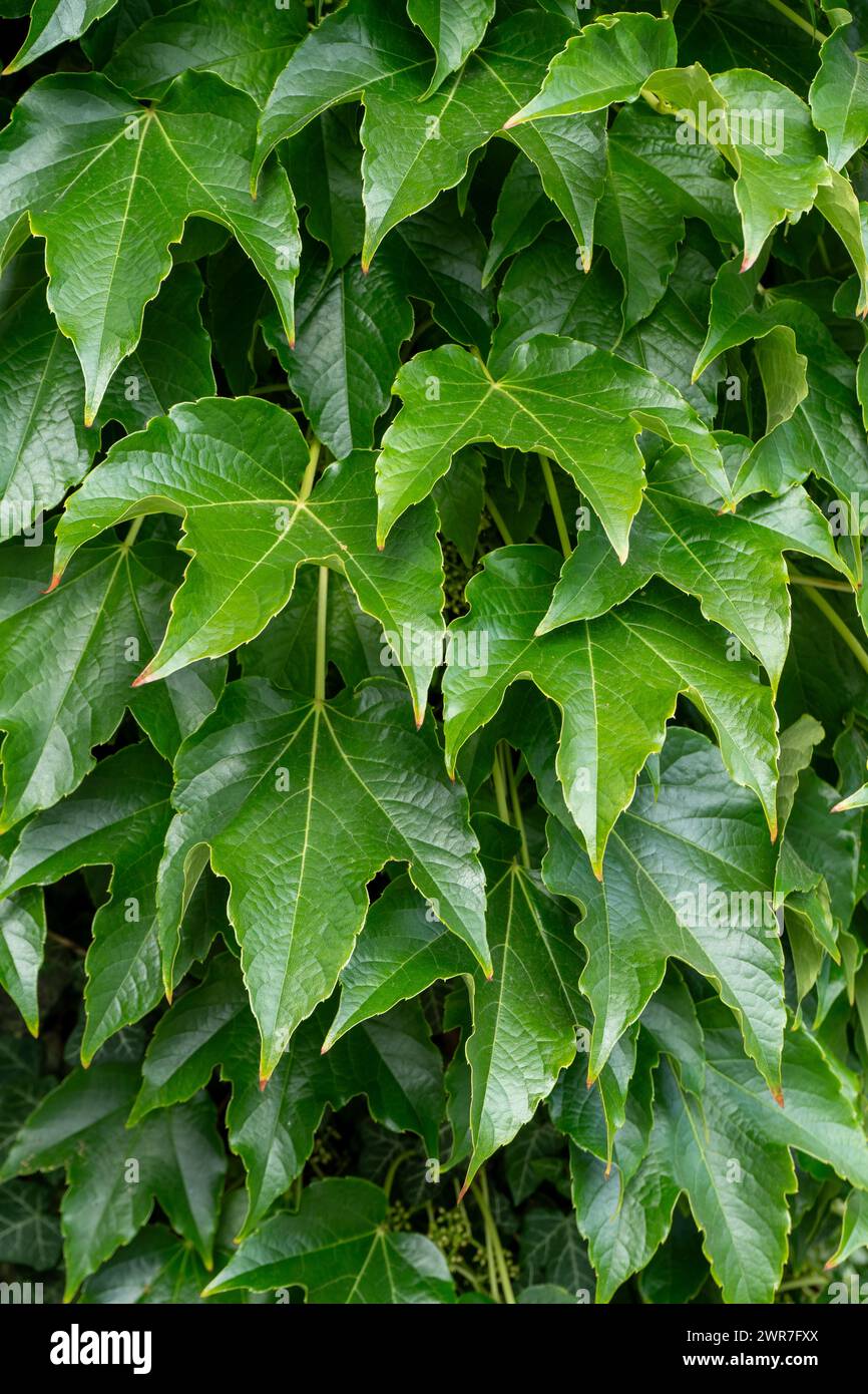 Green leafy background. Weaving ivy plant. Leaves of Japanese Ivy or ...