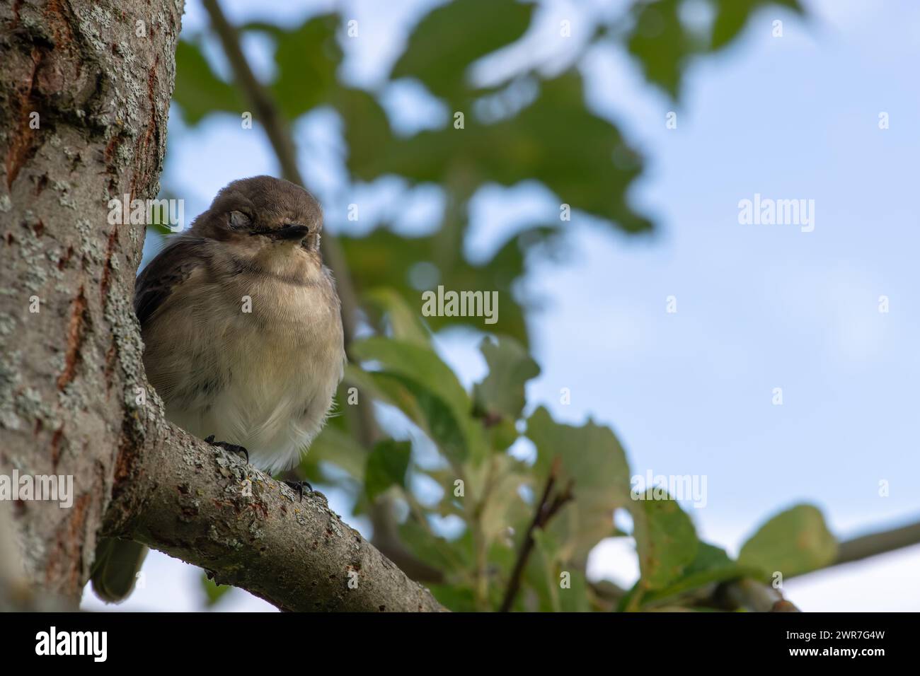 Tree sparrow sleep hi-res stock photography and images - Alamy