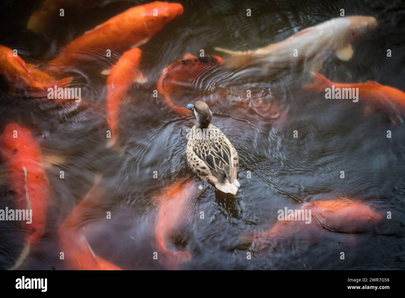 Gold fisj hi-res stock photography and images - Alamy