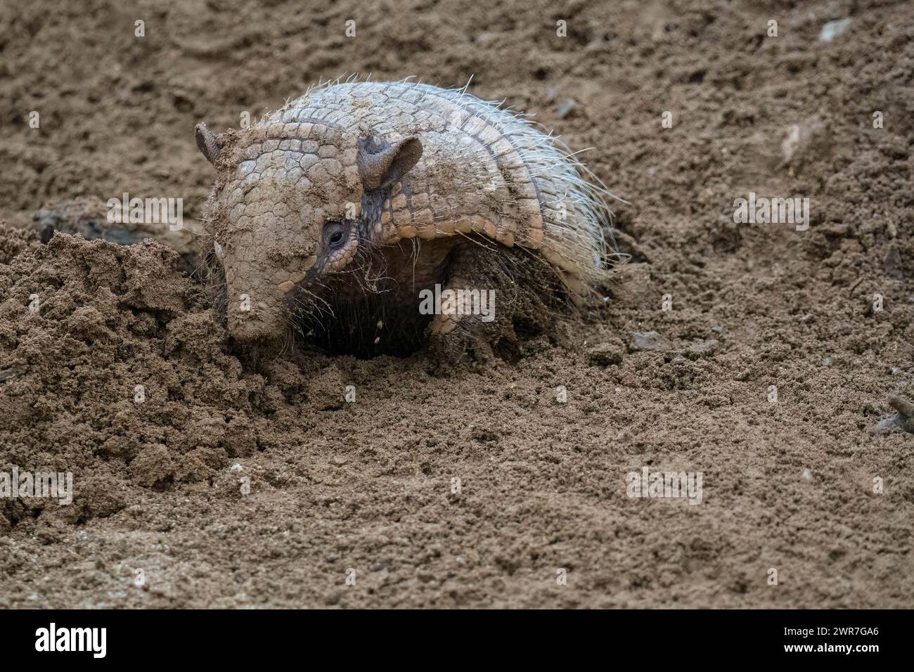 Six banded Armadillo (Euphractus Sexinctus) burrowing in soil at Jimmy's Farm Suffolk England UK ...