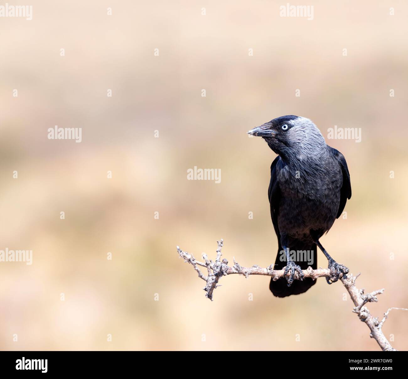 The western jackdaw, Coloeus monedula, also known as the Eurasian ...