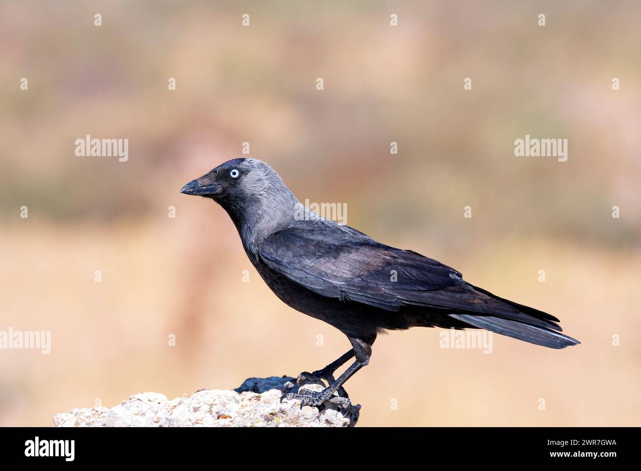 The western jackdaw, Coloeus monedula, also known as the Eurasian ...