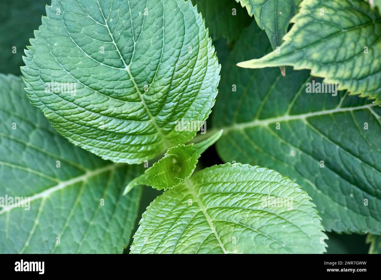 Bigleaf Hydrangea or Hortensia Plant Hydrangea Macrophylla green leaves foliage pattern floral ...