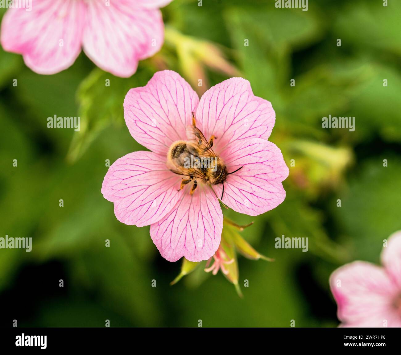 Veins on geranium petals hi-res stock photography and images - Alamy