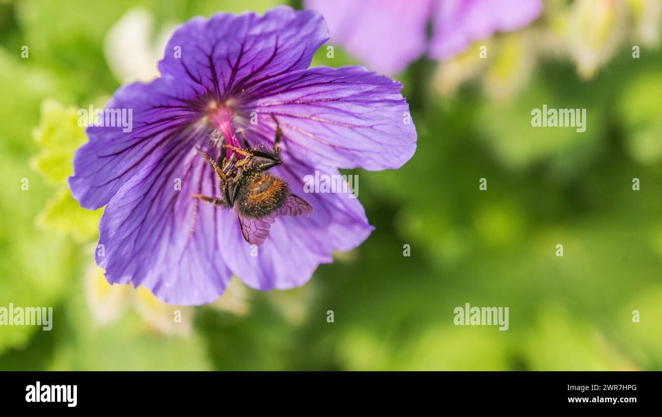 Down flower hi-res stock photography and images - Alamy