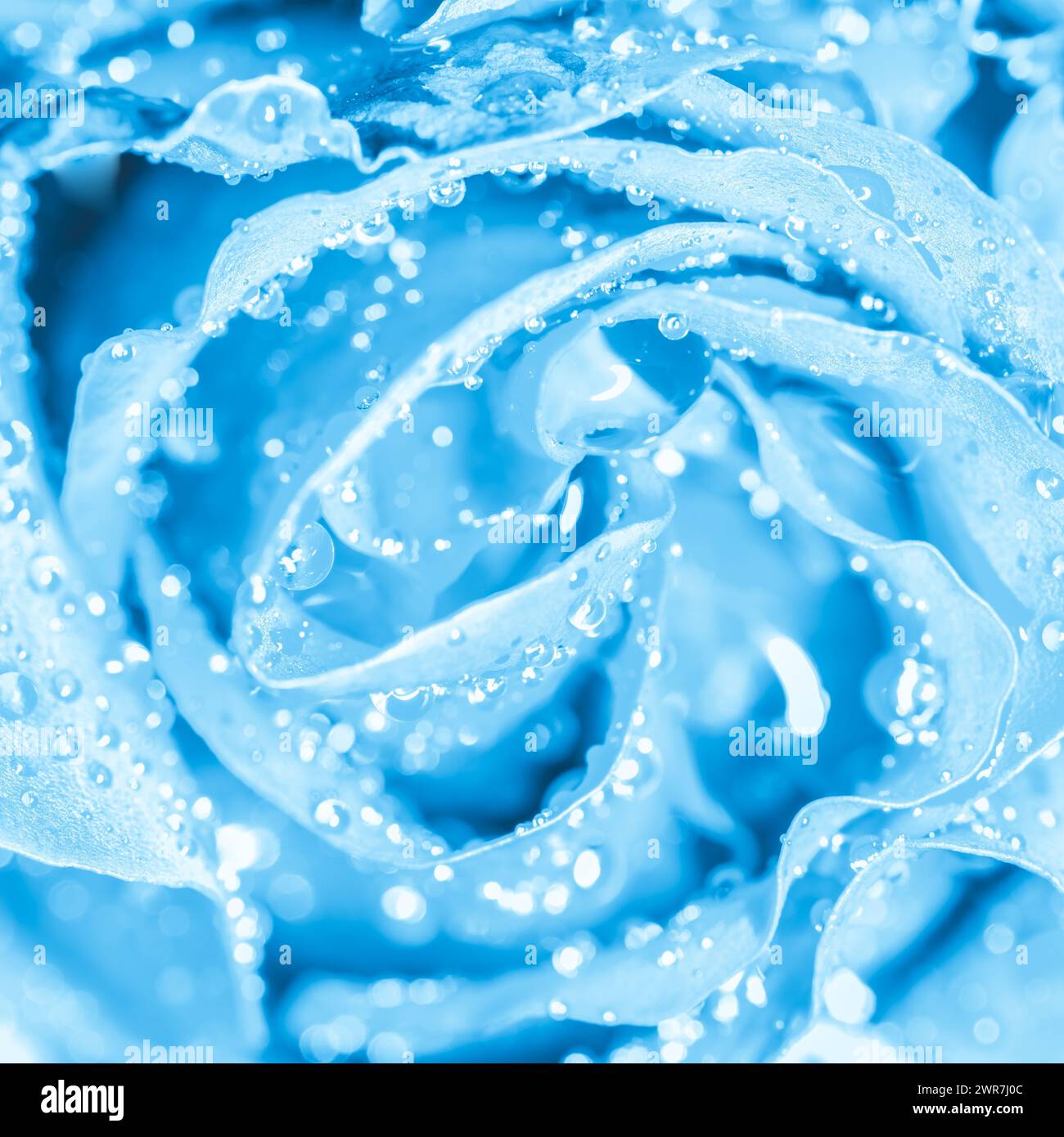 A single soft light blue rose petals in the shade concept tender love ...