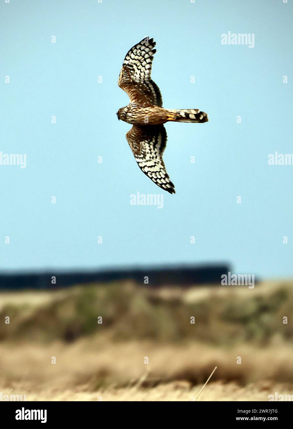 Female Hen Harrier Stock Photo - Alamy