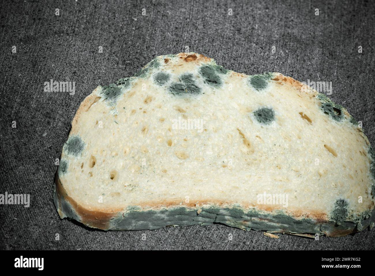 The old mold on the whear bread slice. Spoiled food on gray stone ...