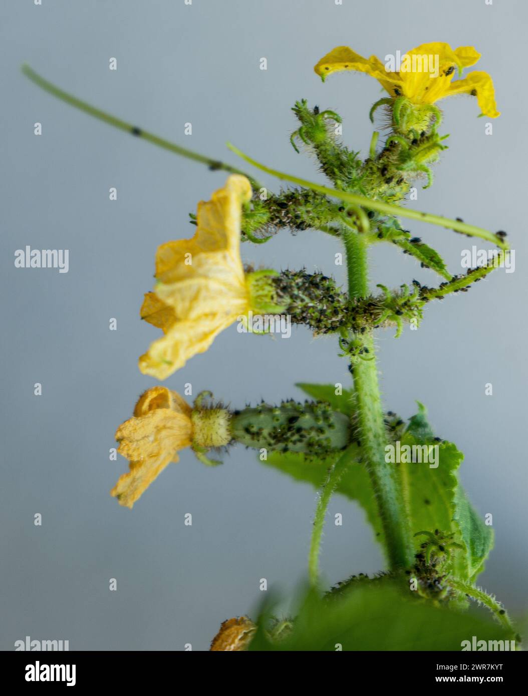 Black aphids on cucumbers. A harmful insect on the plant in the garden ...