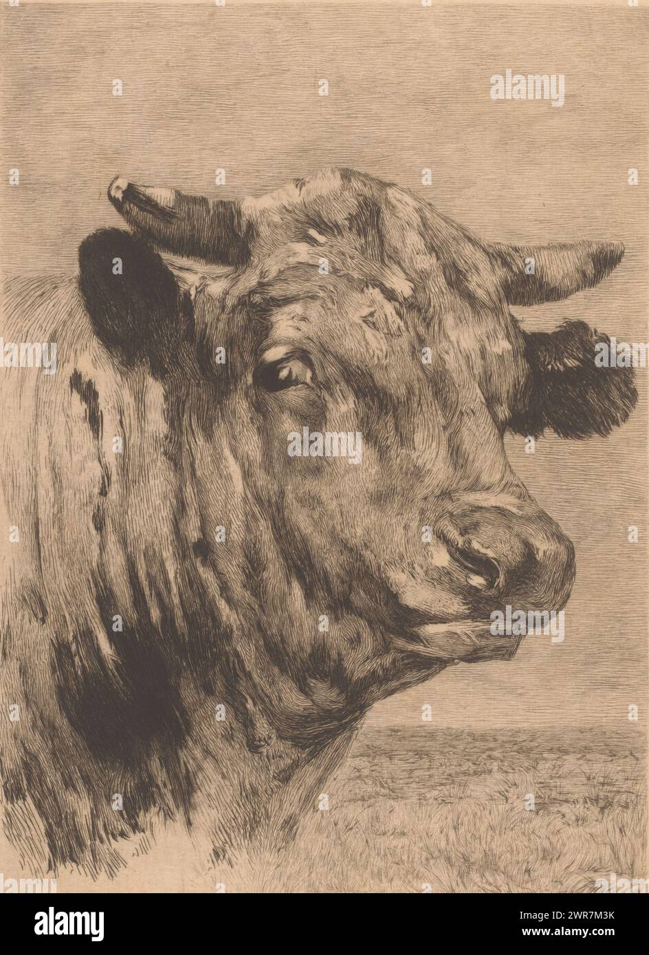 Tête de taureau hi-res stock photography and images - Alamy