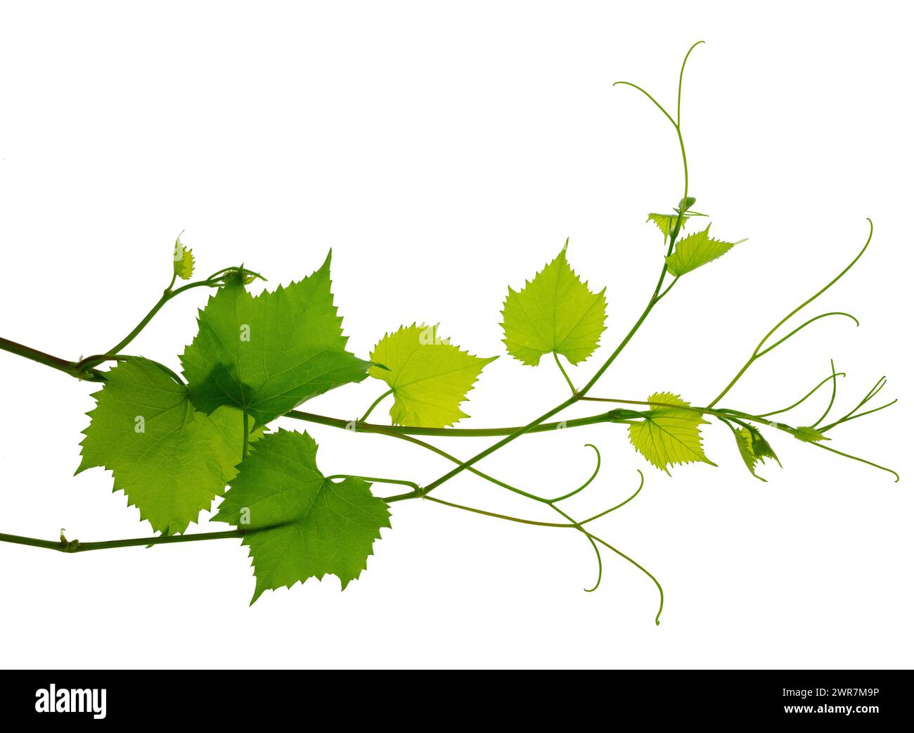 Grape branch isolated on white. Vine with green fresh leaves and tendrils. Grapevine. Sprig with ...