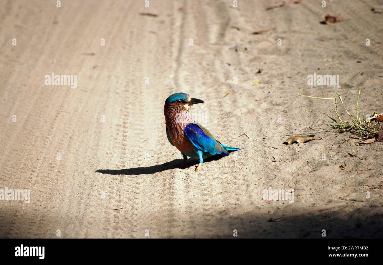 The vibrant and striking Blue Jay strikes a confident pose. With its ...