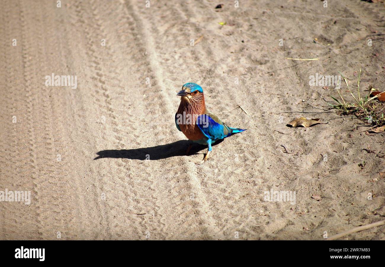 The vibrant and striking Blue Jay strikes a confident pose. With its ...