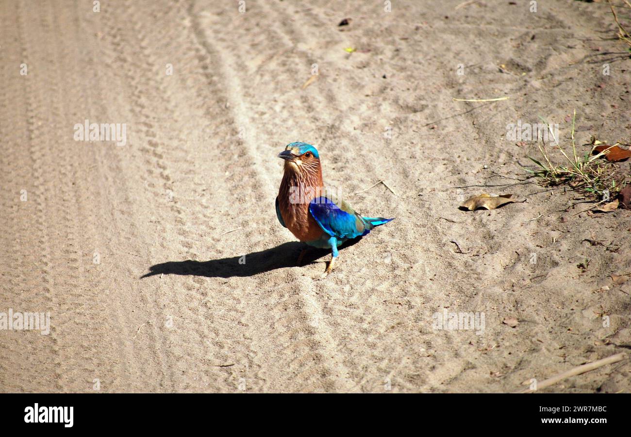 The vibrant and striking Blue Jay strikes a confident pose. With its ...