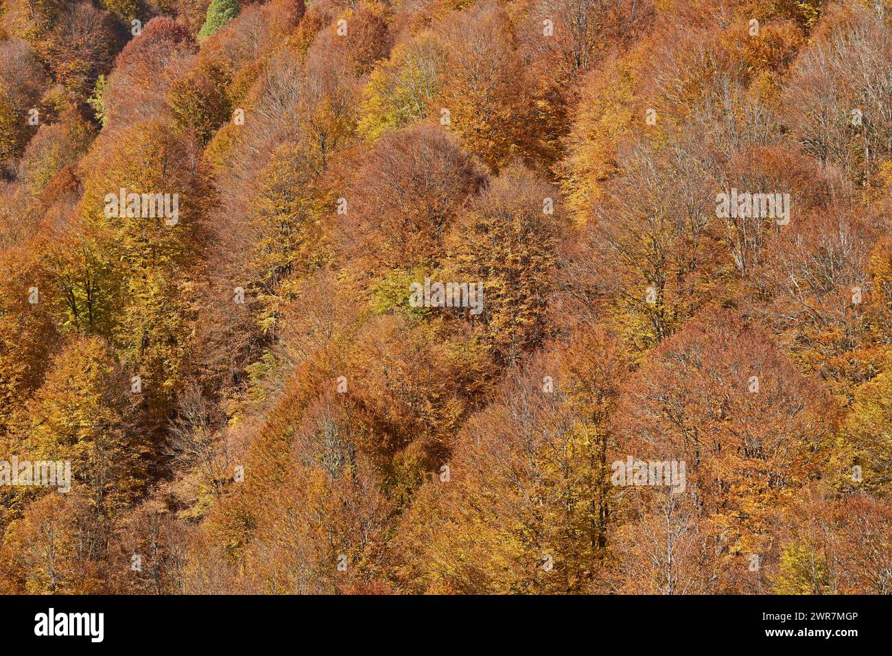 Beech trees with autumn colors.Autumn in the mountain Stock Photo - Alamy