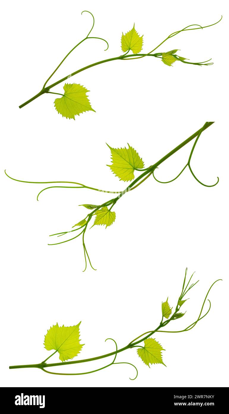 Set of grapevines with green leaves on white background. Vine sprig ...