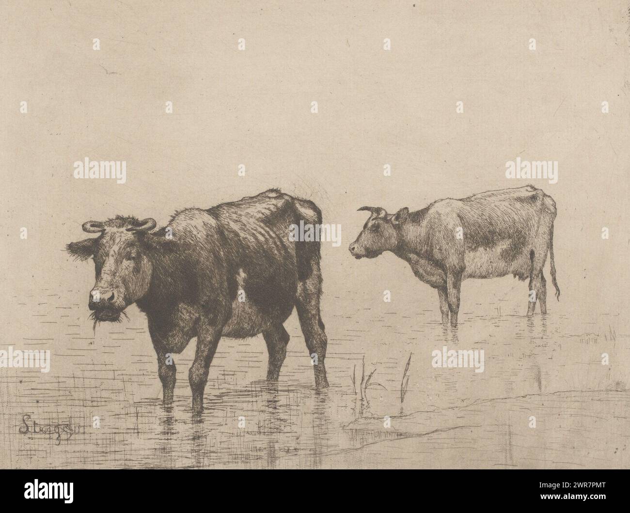 Two cows in a puddle, print maker: Alphonse Stengelin, (signed by ...