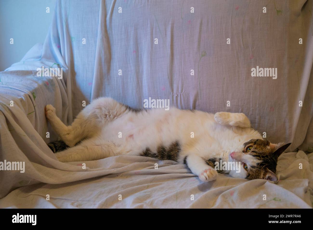 Tabby and white cat lying turn turtle Stock Photo - Alamy