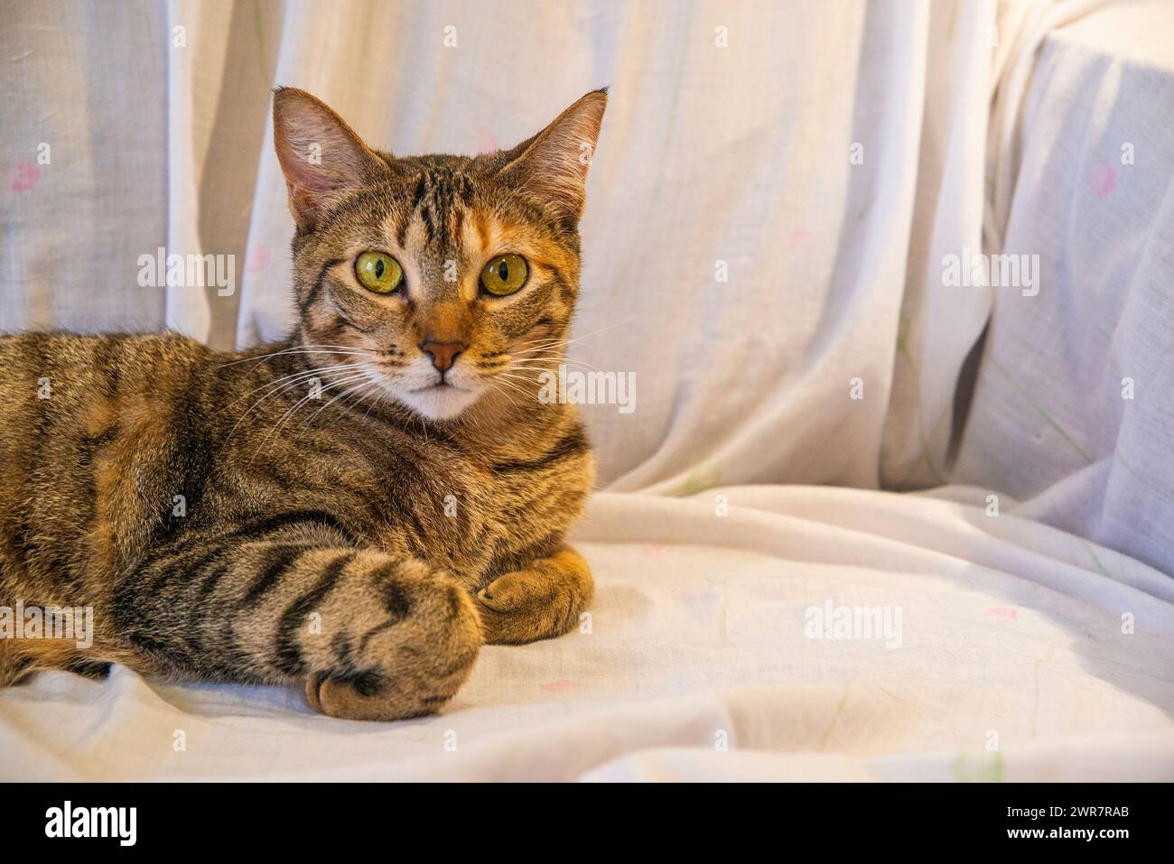 Shorthair tabby cat hi-res stock photography and images - Alamy