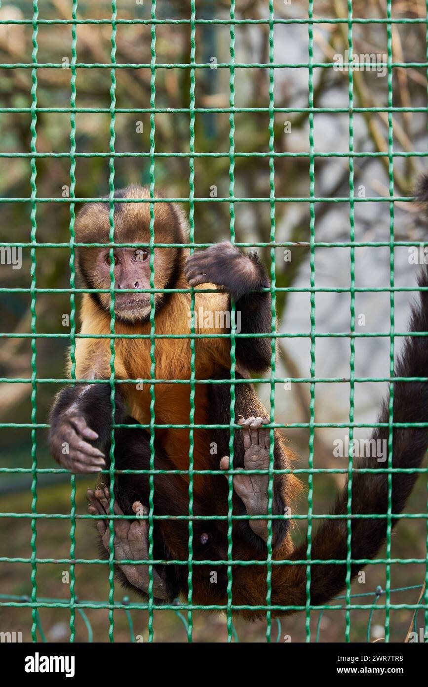 Monkey holds on to wire fence inside a cage. Animal in Zoo Stock Photo ...