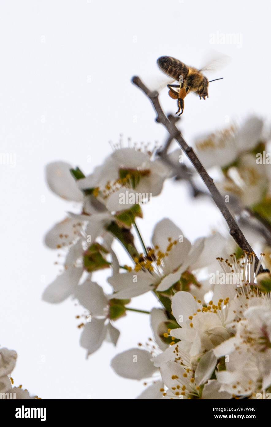 Bee spring 2024 hi-res stock photography and images - Alamy