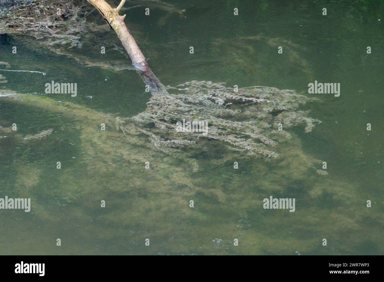 Dorney, Buckinghamshire, UK. 11th March, 2024. After numerous ...