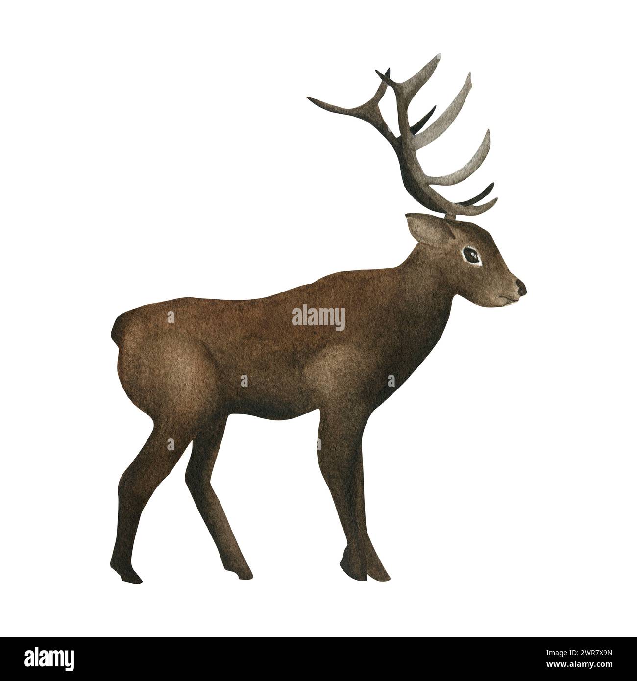 A deer drawn by hand in watercolor. A separate animal element on an ...