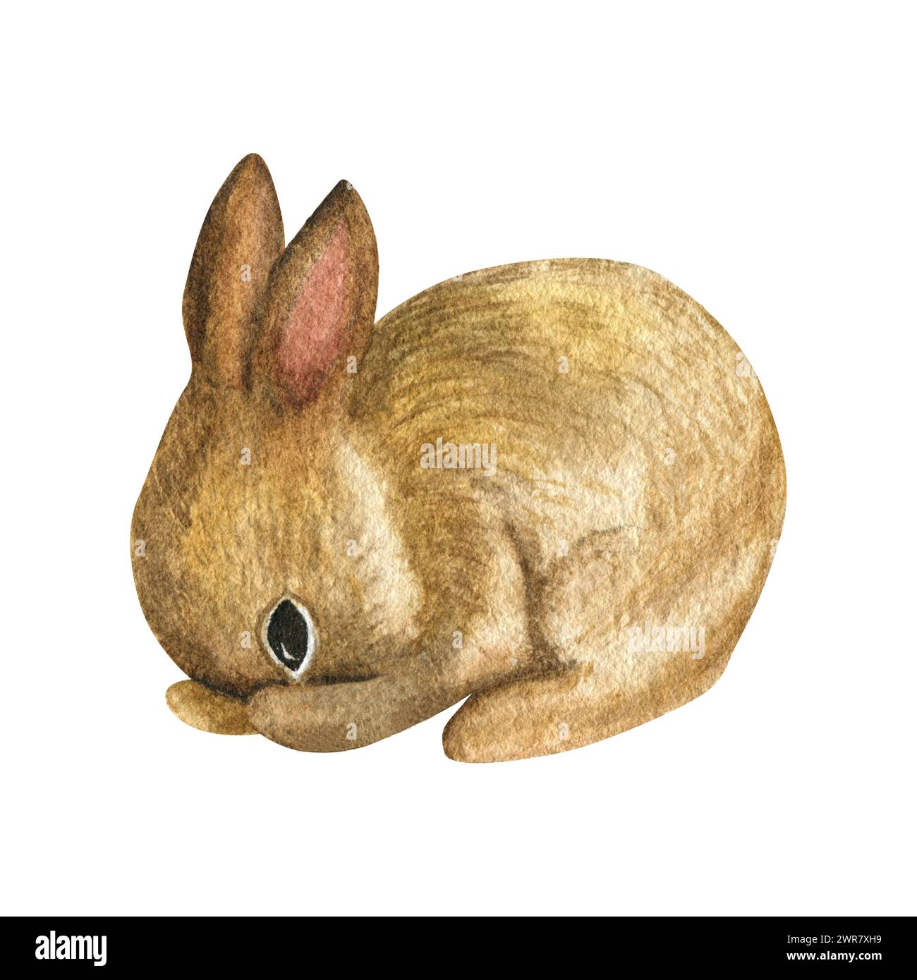 Cartoon bunny realistic hi-res stock photography and images - Alamy