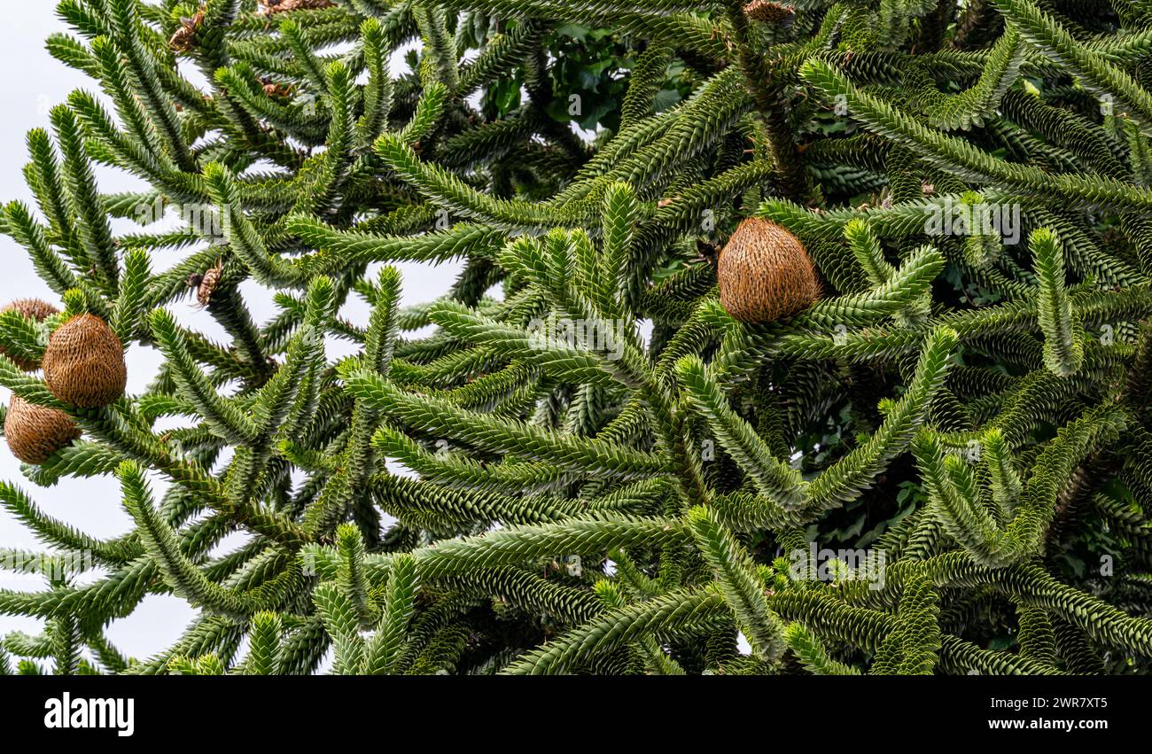 Monkey puzzle tree in garden hi-res stock photography and images - Alamy