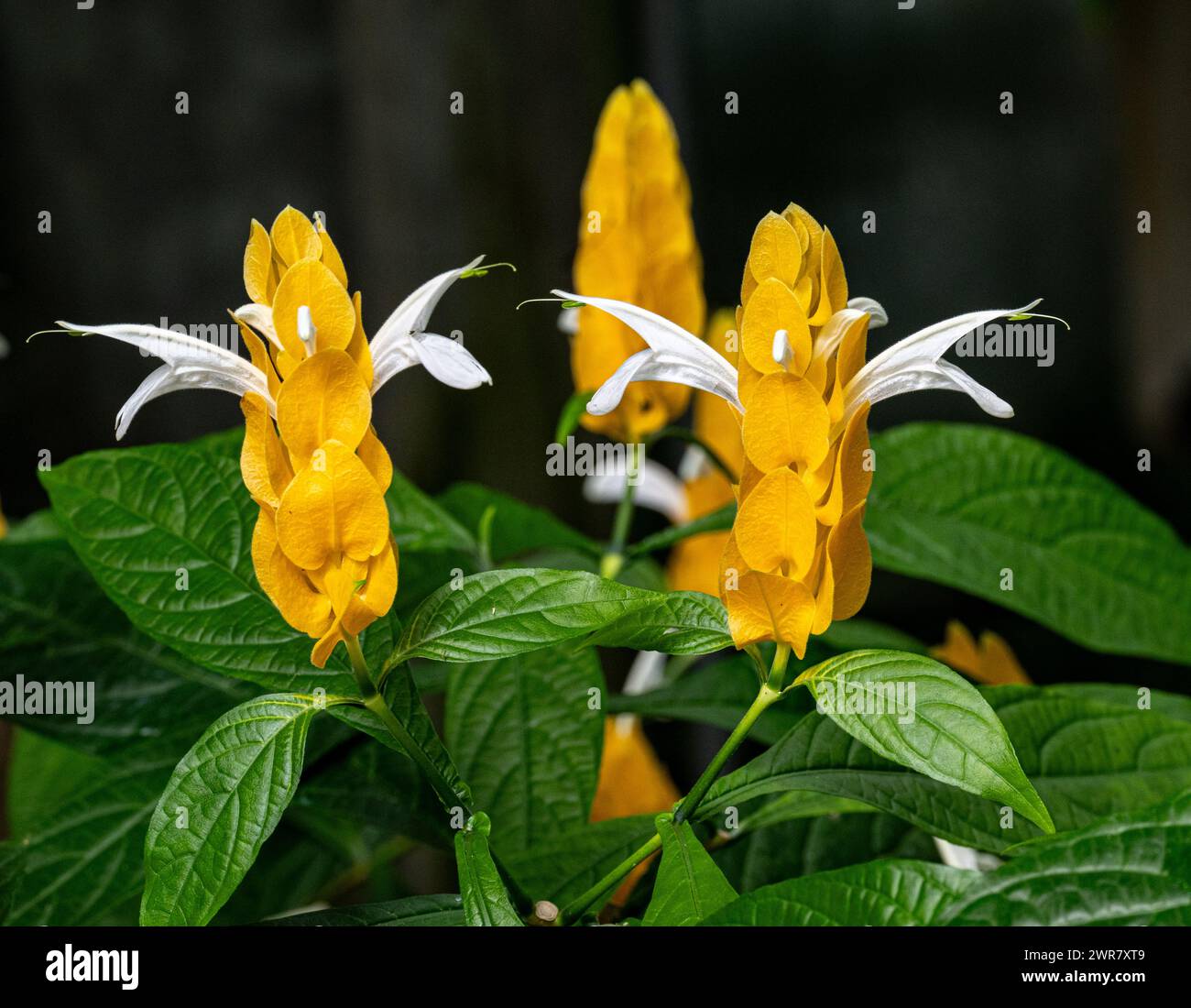 Golden shrimp plant (Pachystachys lutea). Called Lollipop plant also ...