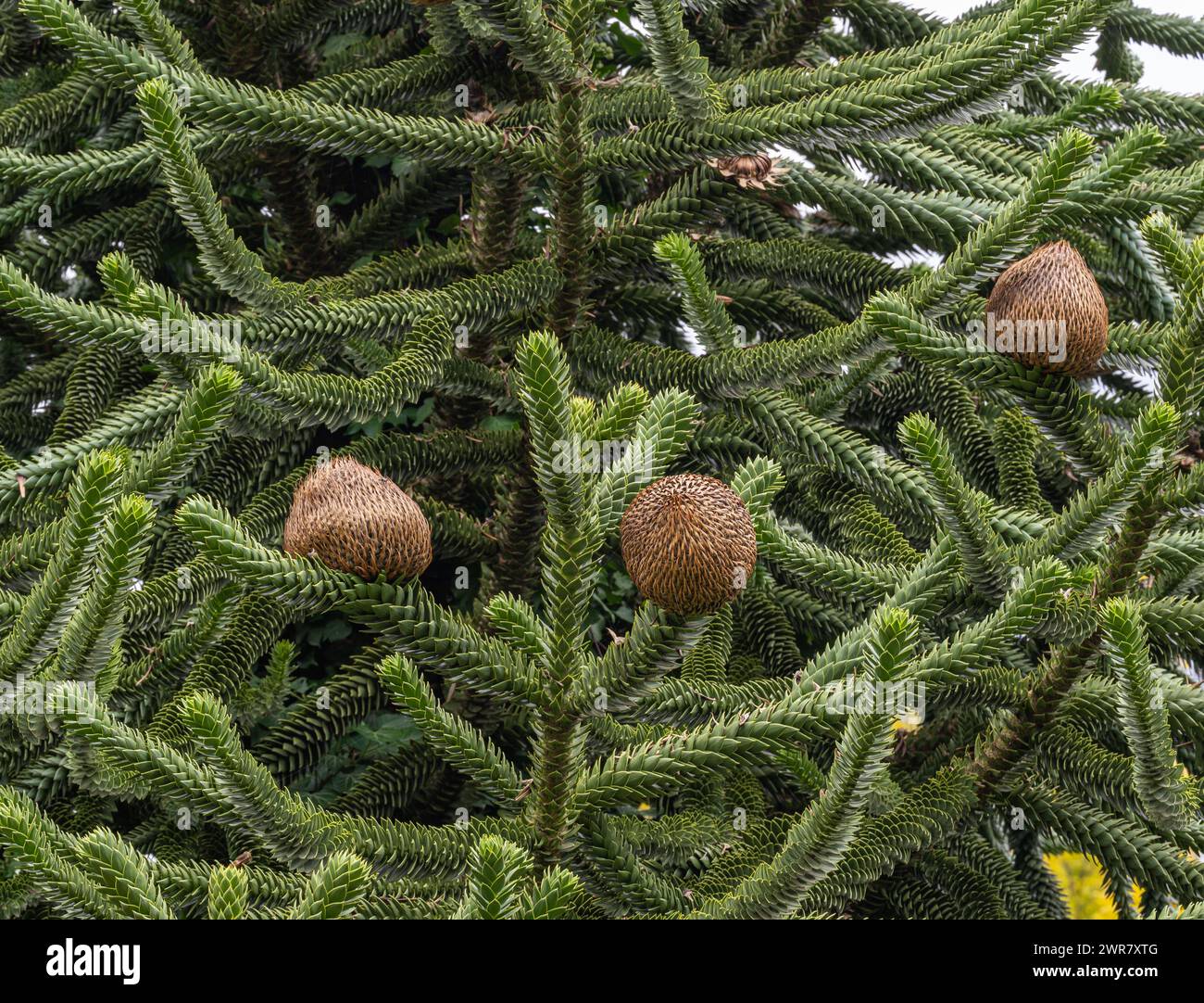 Monkey tree, Araucaria araucana. Comes from the Andes in Chile, more ...