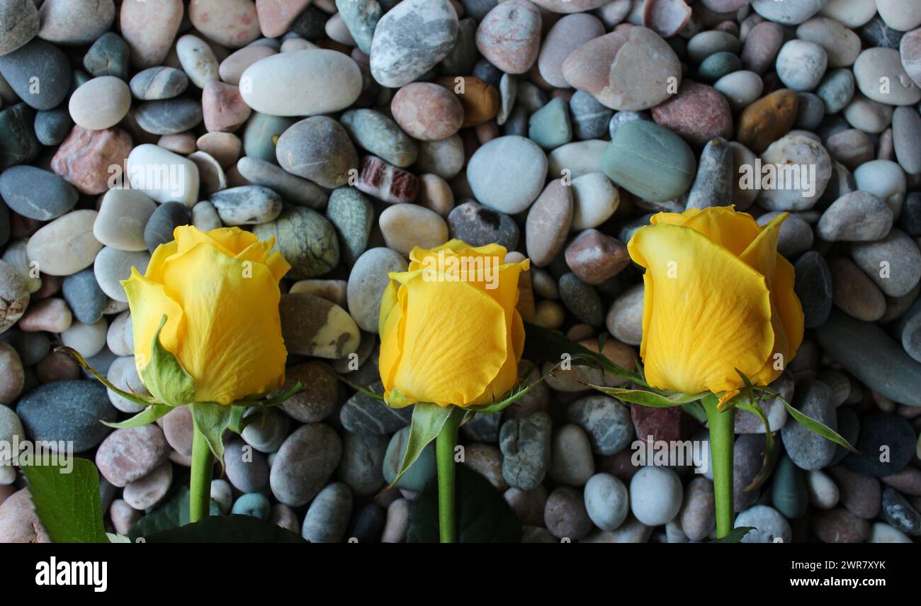 Pebbles flower hi-res stock photography and images - Alamy