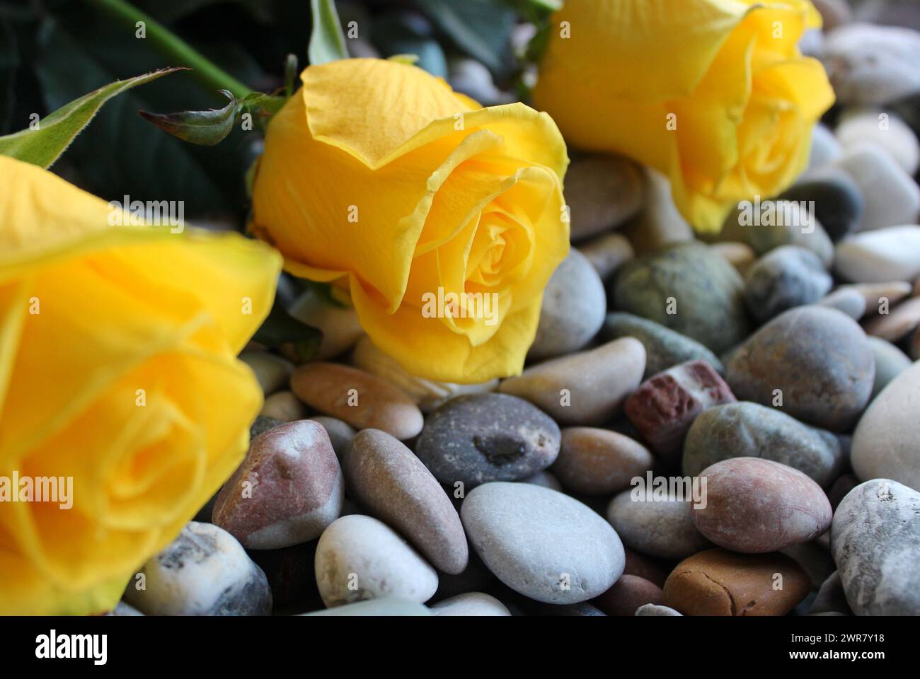 Pebbles flower hi-res stock photography and images - Alamy