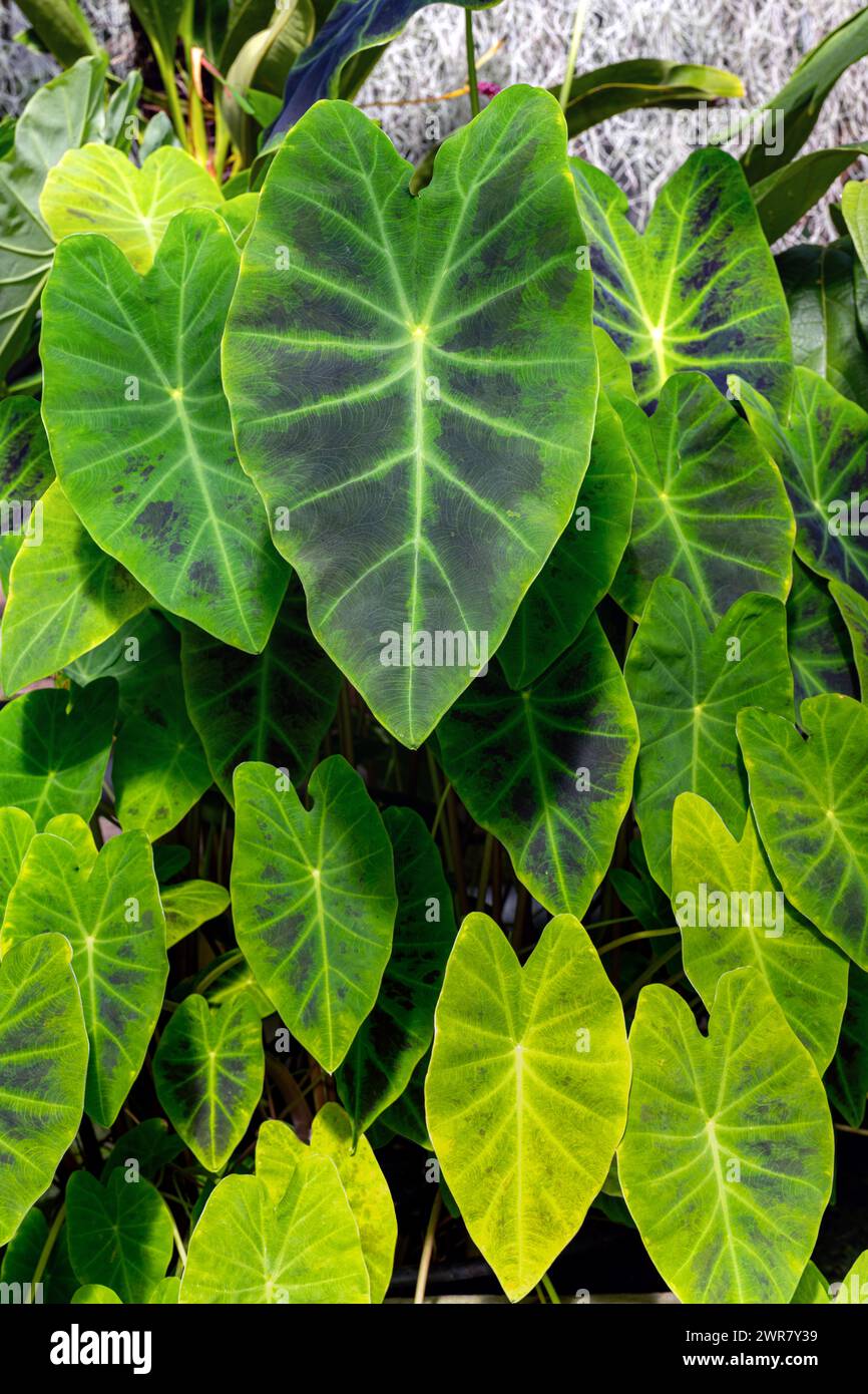 Taro, coco yam, or Eddoe (Colocasia esculenta) leaves Stock Photo - Alamy