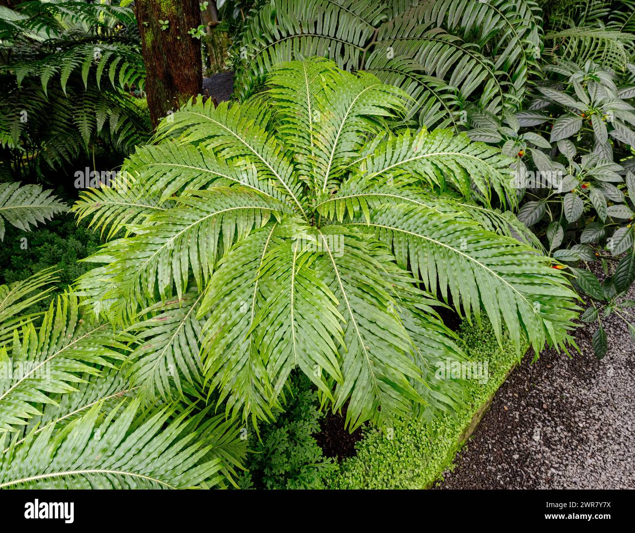 Blechnum gibbum called Silver lady or Dwarf tree fern (Blechnaceae) is ...