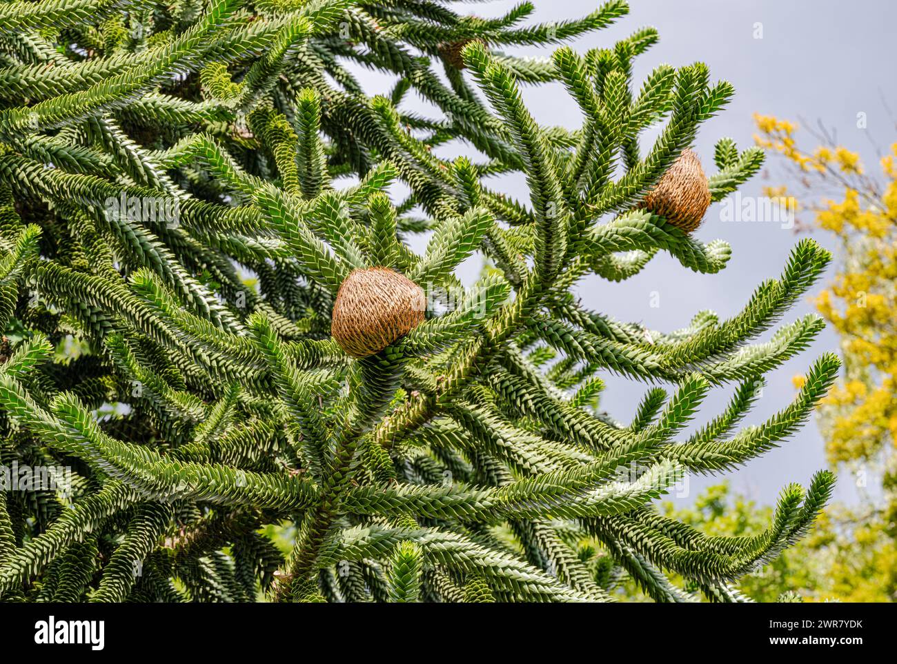 Monkey tree, Araucaria araucana. Comes from the Andes in Chile, more ...