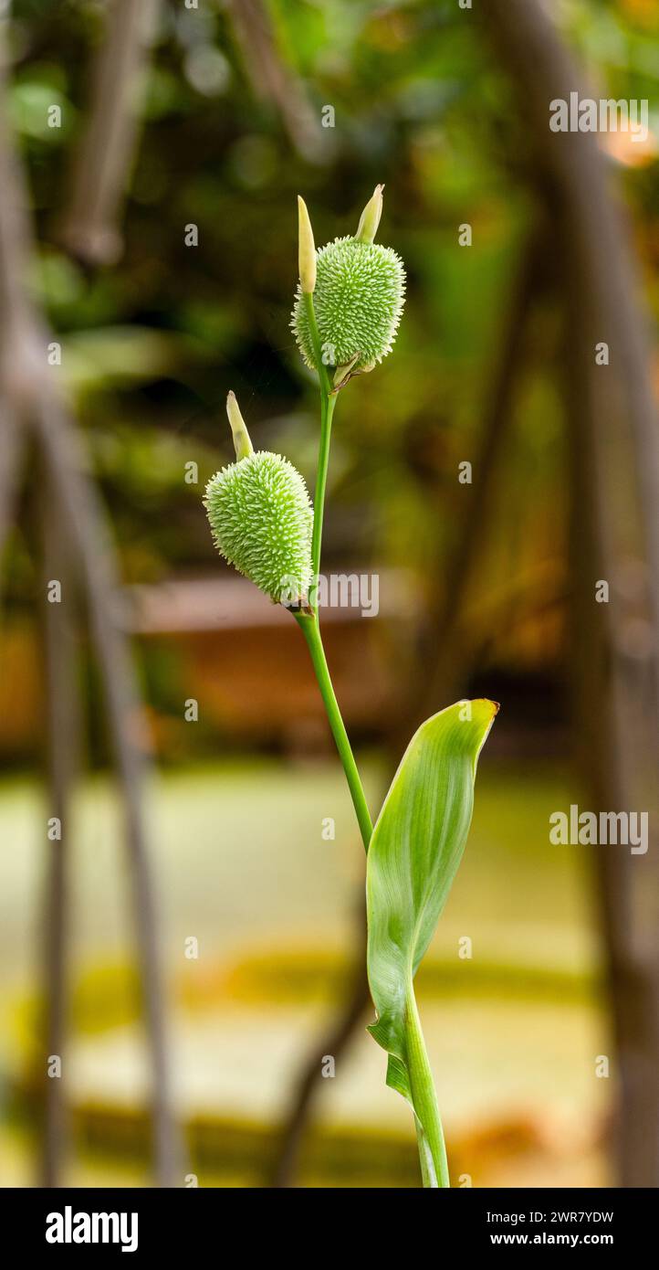 The flower of Canna indica (Cannaceae). It is native to much of South ...