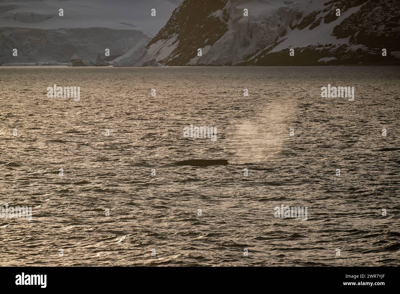 Whale Humpback (Megaptera novaeangliae), Foyn harbour, Wilhelmina Bay ...
