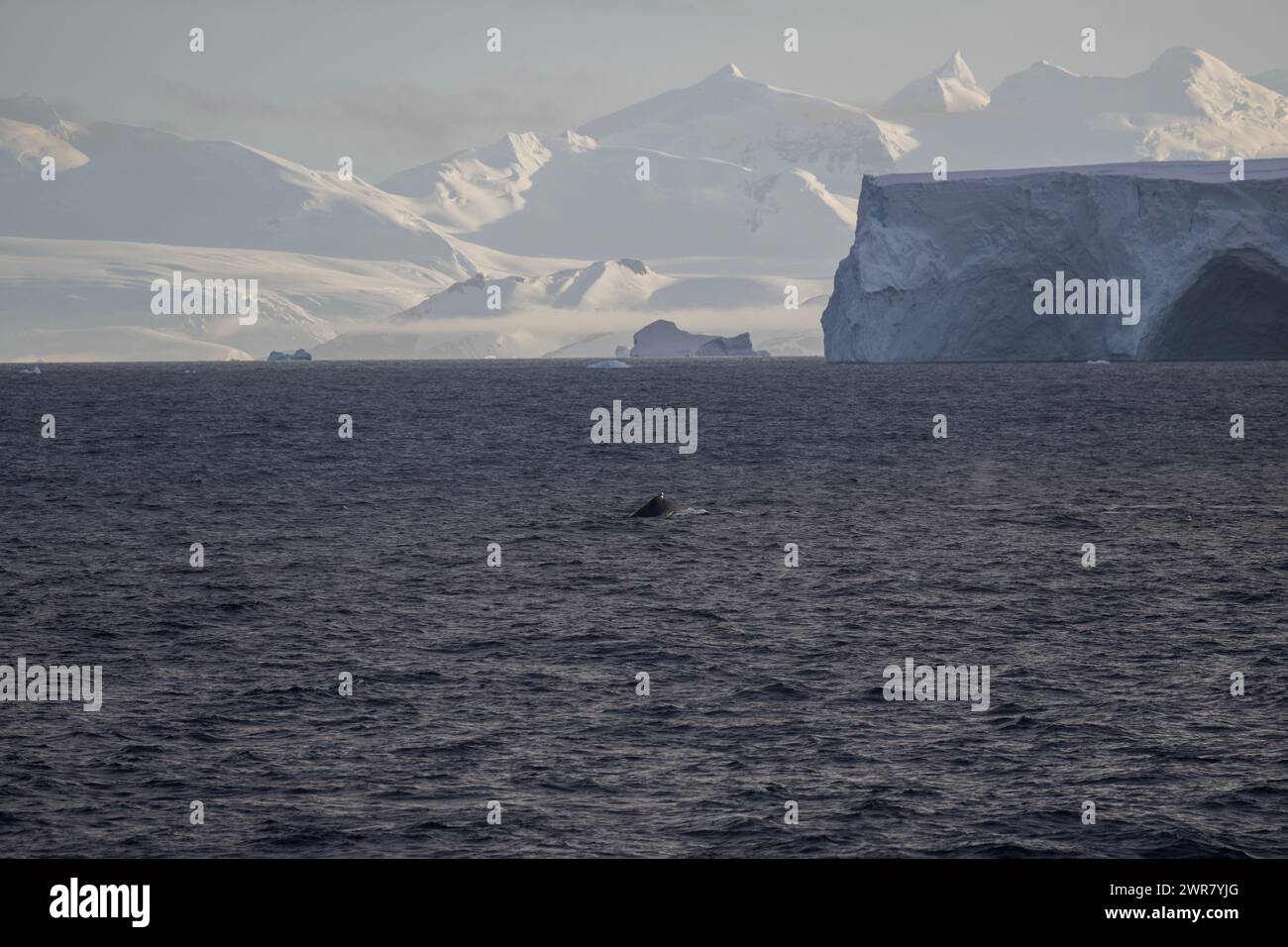 Whale Humpback (Megaptera novaeangliae), Foyn harbour, Wilhelmina Bay ...
