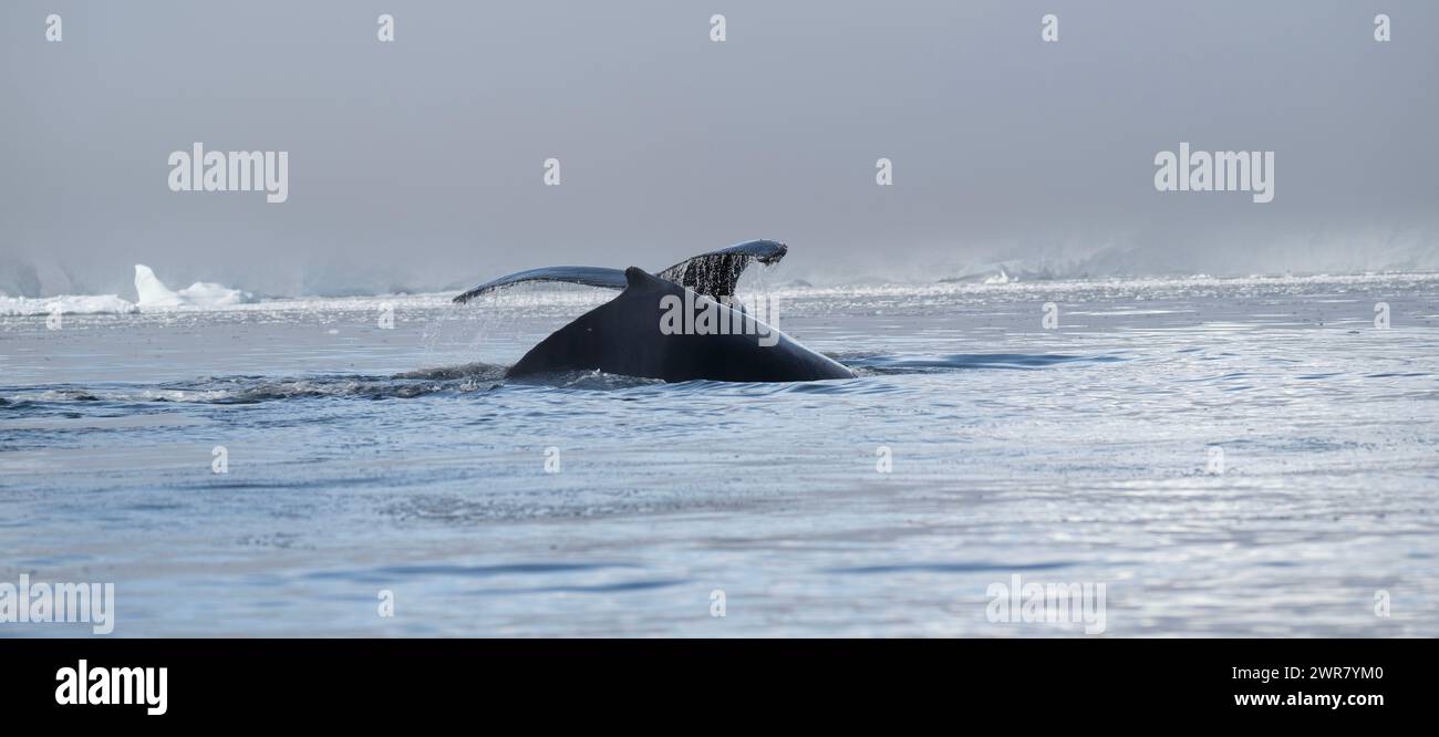 Whale Humpback (Megaptera novaeangliae), Foyn harbour, Wilhelmina Bay ...