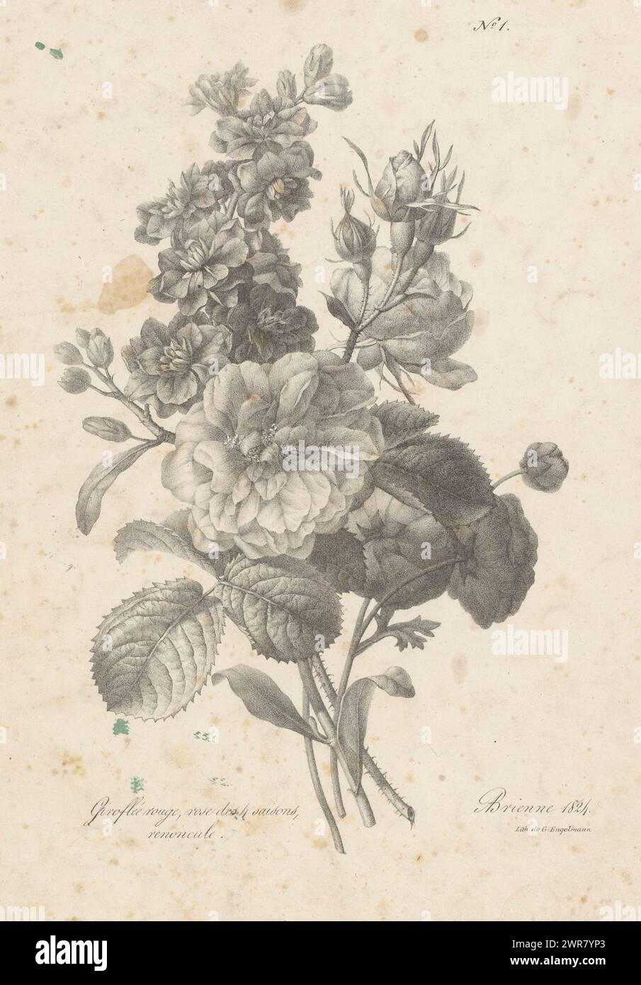 Rose des 4 saisons hi-res stock photography and images - Alamy
