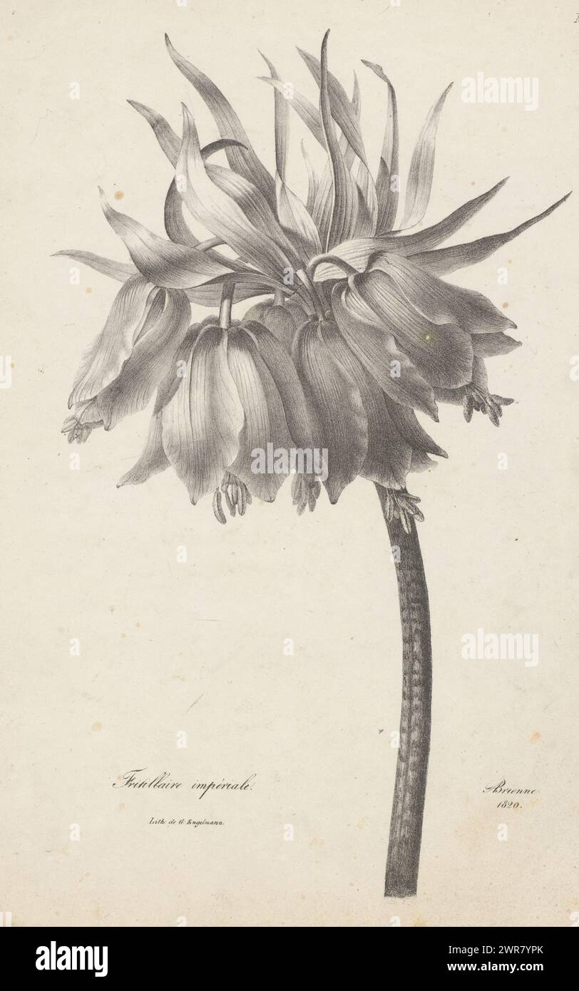 Imperial Crown Flower, Fritillaire impériale (title on object), Flowers ...