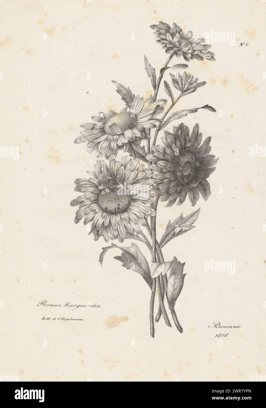 Chinese asters, Reines-marguerites (title on object), Flowers by ...