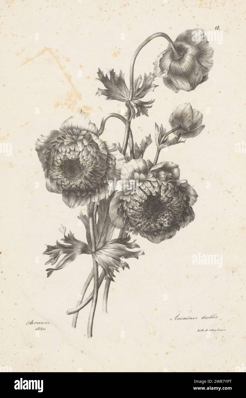 Double anemones, Anémônes doubles (title on object), Flowers by Auguste ...
